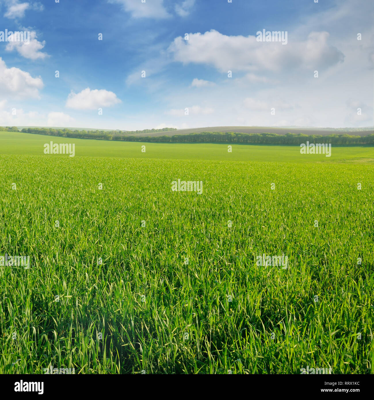 green field and blue sky with clouds Stock Photo - Alamy
