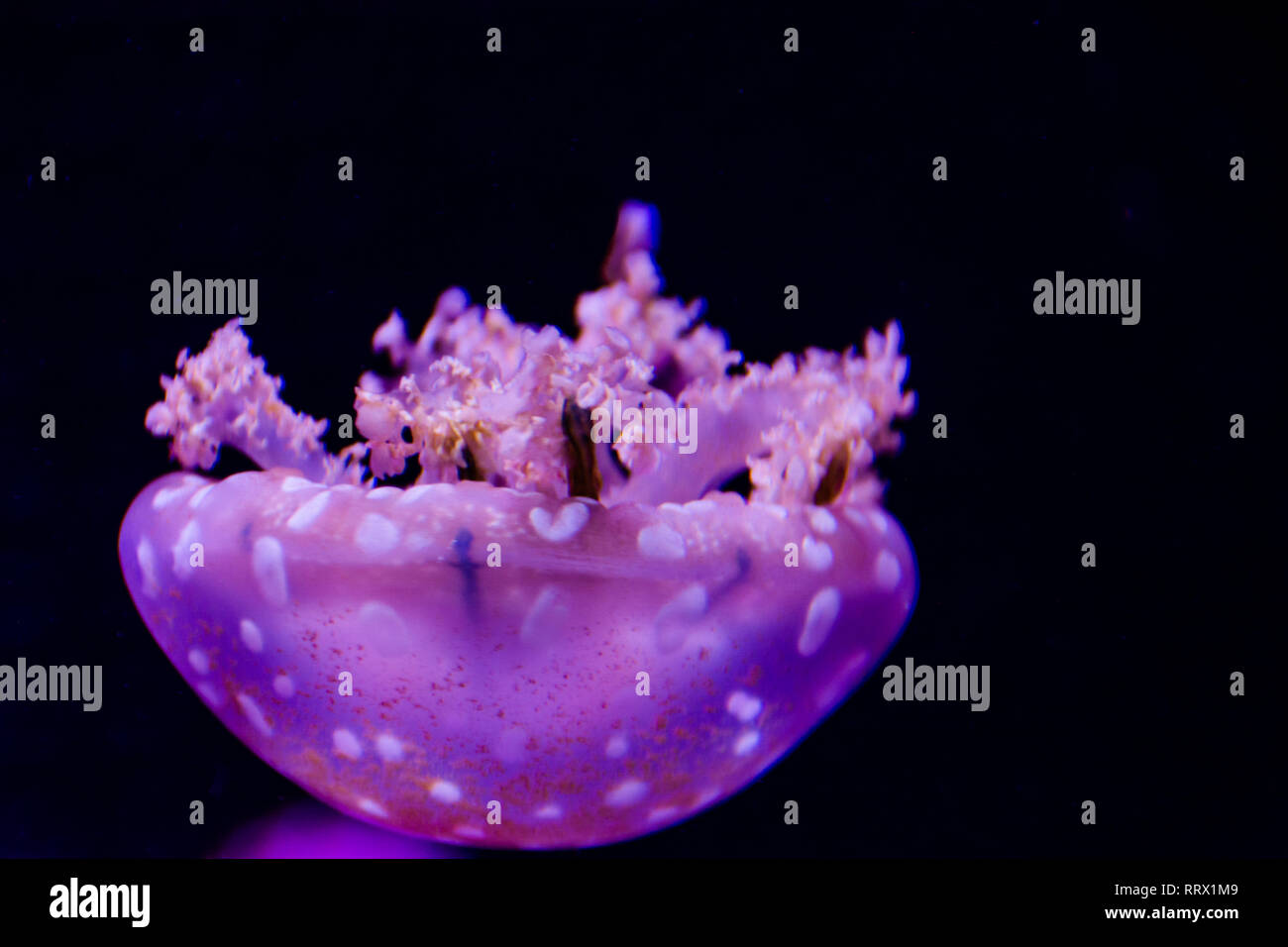 Stingy fish hi-res stock photography and images - Alamy