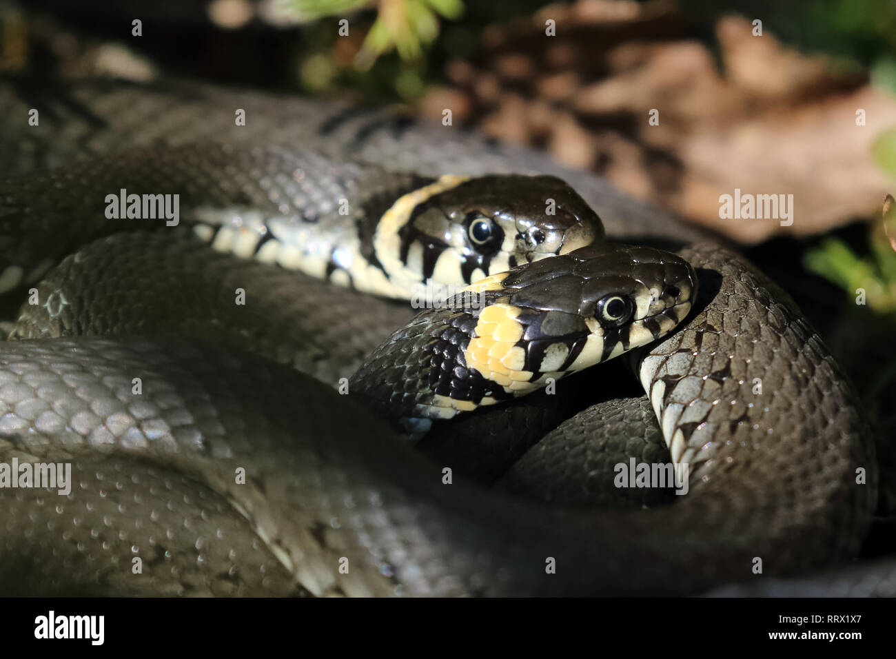 Two grass snake Stock Photo - Alamy