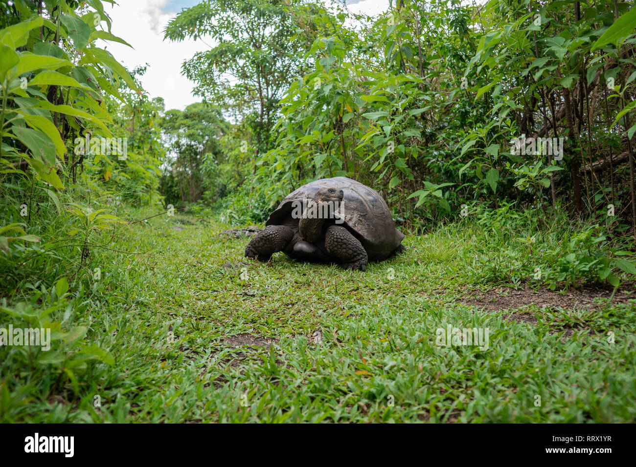 Ecuador Galapagos Island wild Tortoise in the Highlands Stock Photo - Alamy