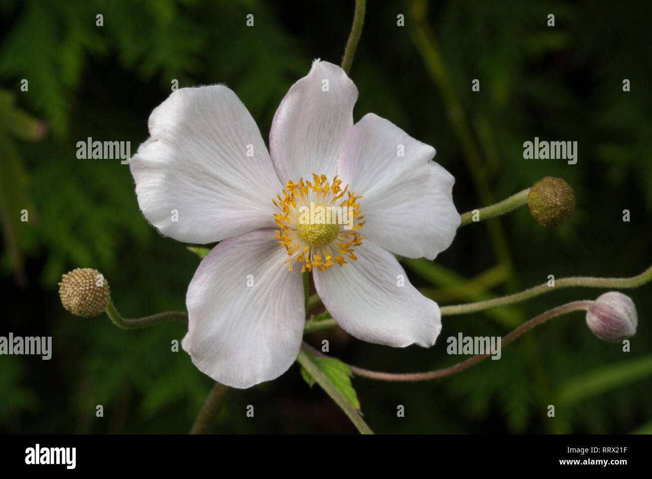 Anemone arachnid Anemone tomentosa on flower with anther and stamens ...
