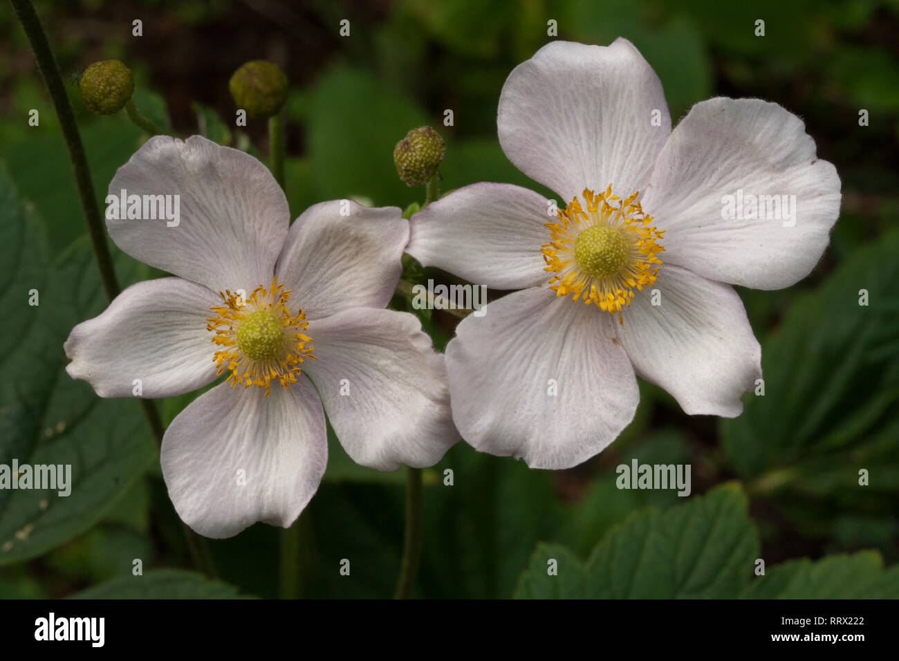 Anemone arachnid Anemone tomentosa two flowers with anther and stamens ...