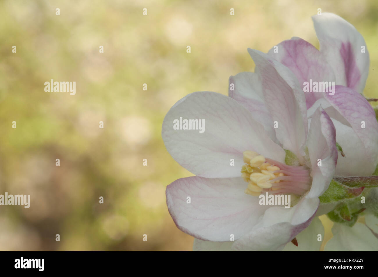Wide open apple flower blooming with stamens and anthers visible with ...