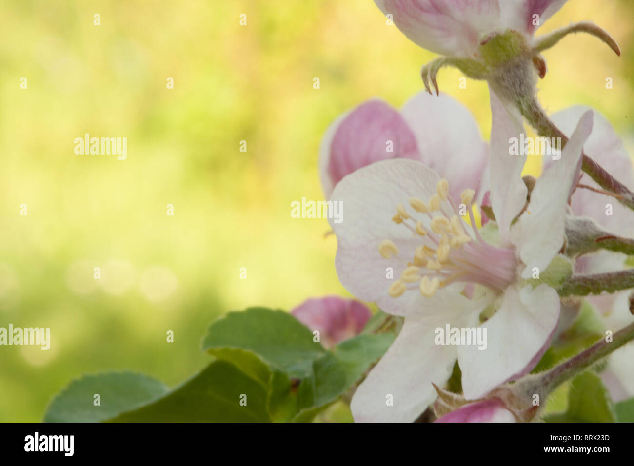 Wide open apple flower blooming with stamens and anthers visible with ...