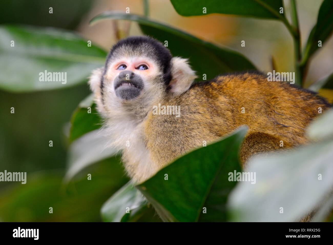 Common squirrel monkey climbing hi-res stock photography and images - Alamy