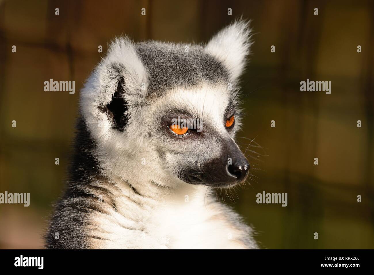 Head shot of a ring tailed lemur (lemur catta Stock Photo - Alamy
