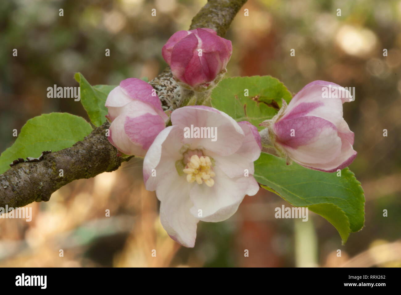 Apple pink flowers with buds ready to bloom stamens and poles Stock ...