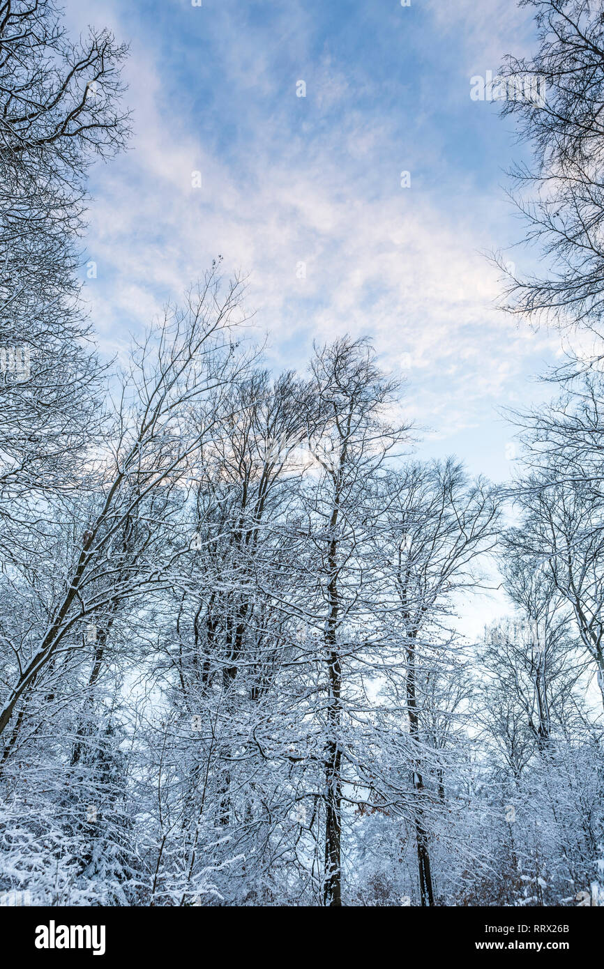 Beech forest canopy from below against the sunset sky in winter Stock ...