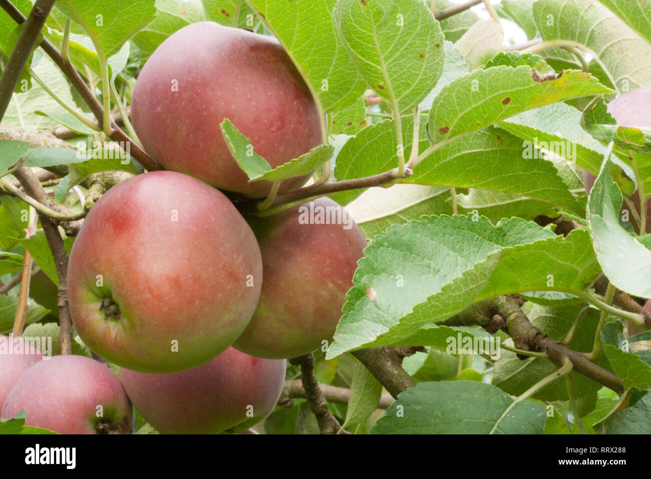 Three red ripe apples on branch on left side of scene Stock Photo - Alamy