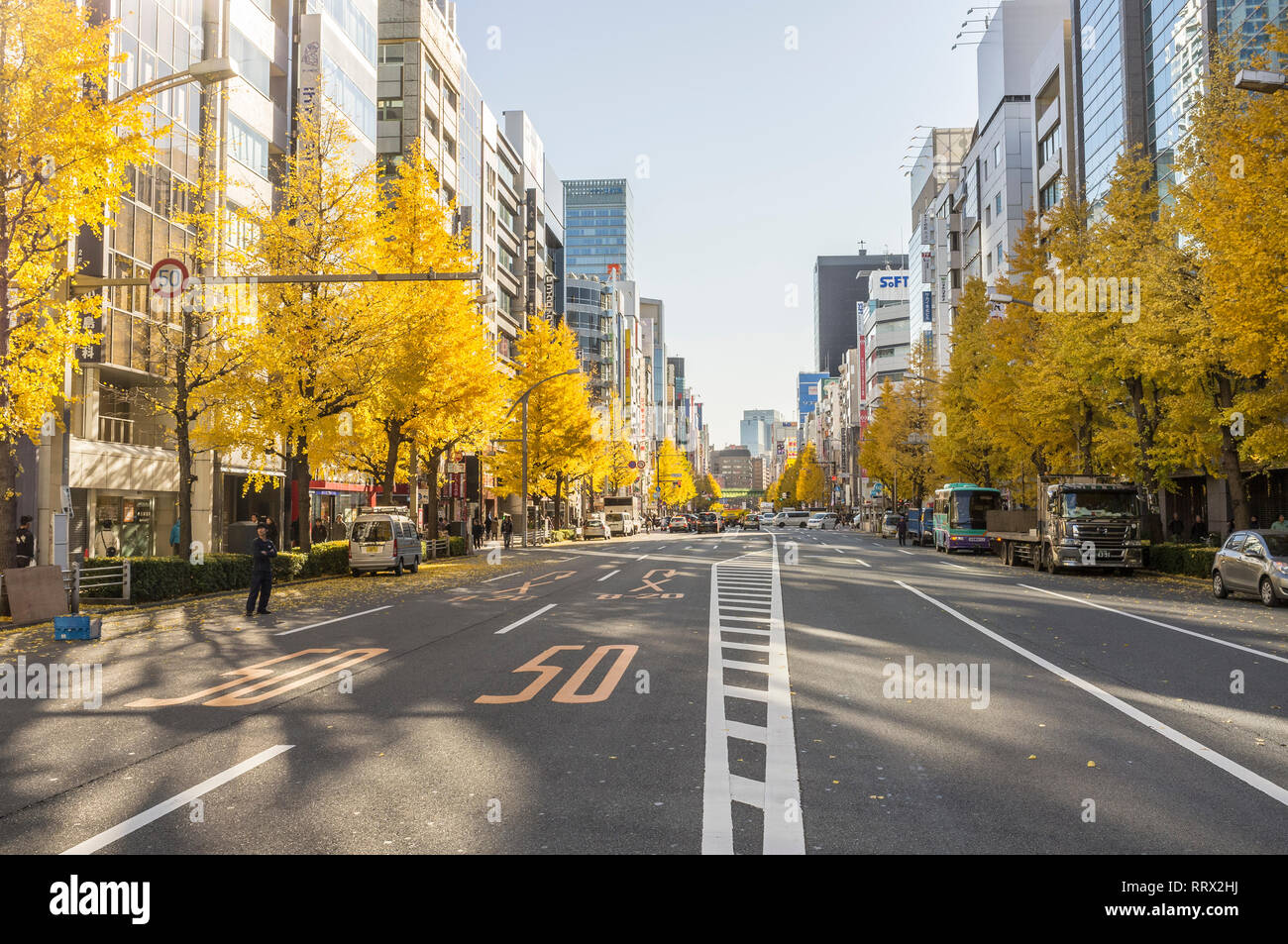 Main road lined with Ginkgo trees in winter in Tokyo, Japan Stock Photo ...