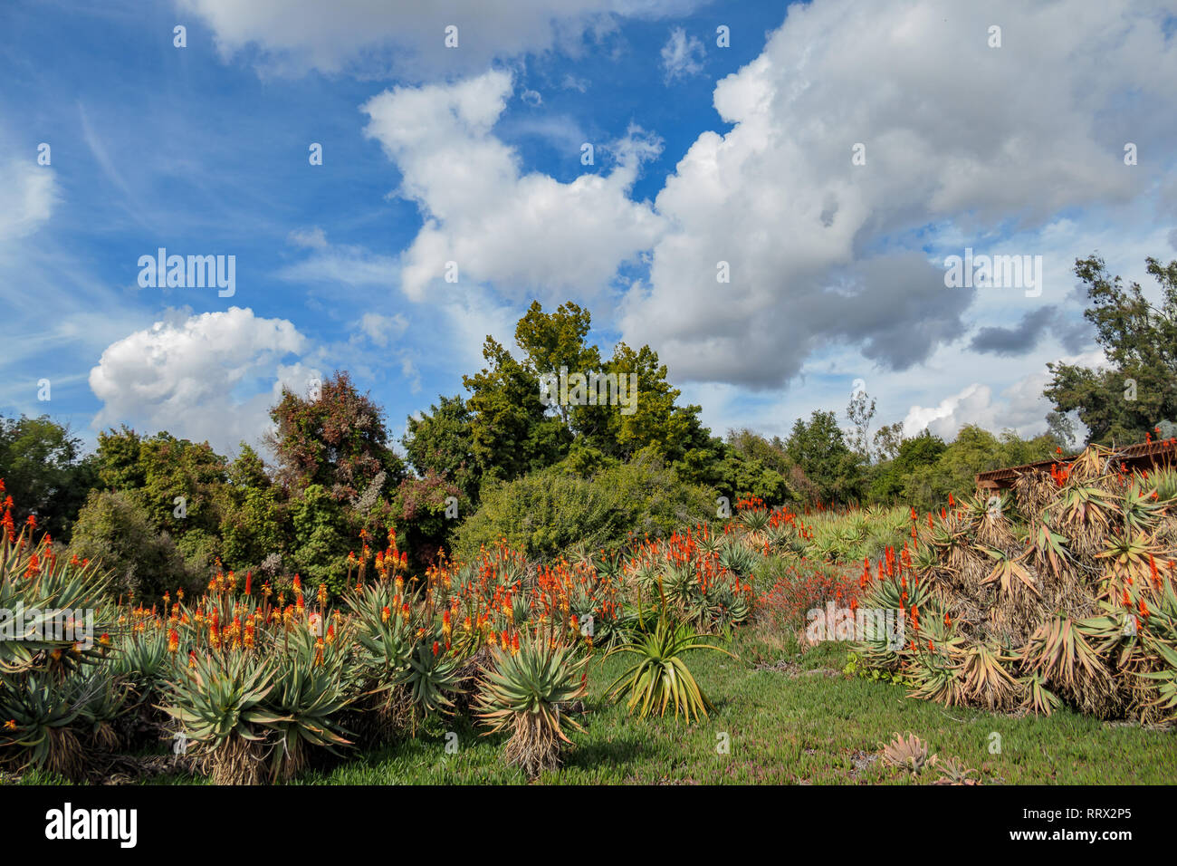 Aloe blossom hi-res stock photography and images - Alamy