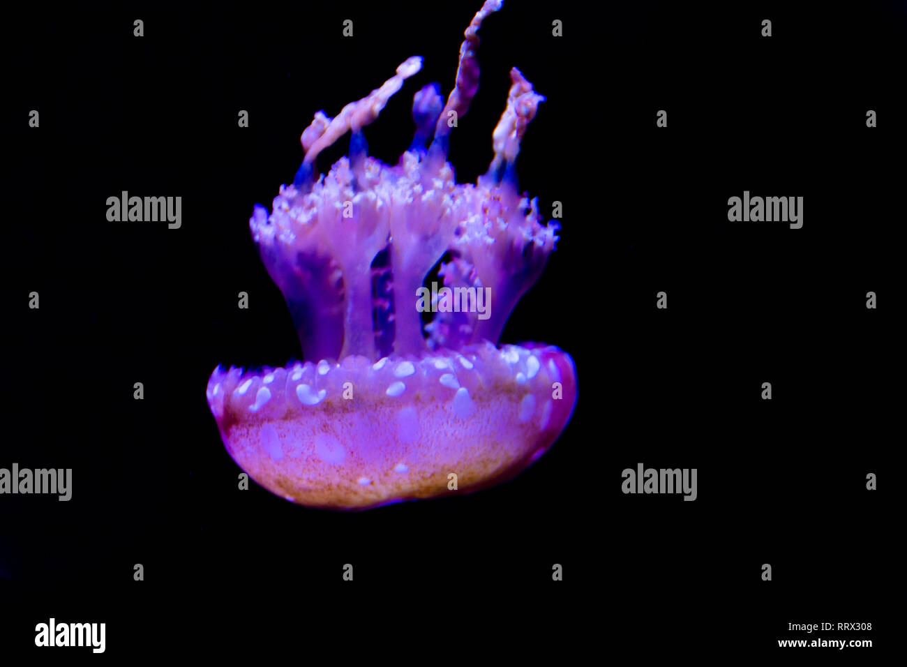 Stingy fish hi-res stock photography and images - Alamy