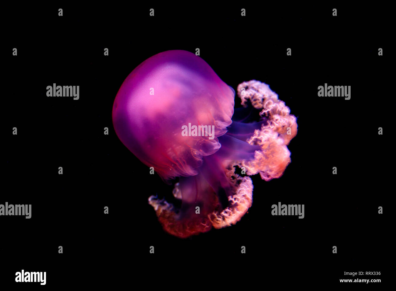 Stingy fish hi-res stock photography and images - Alamy