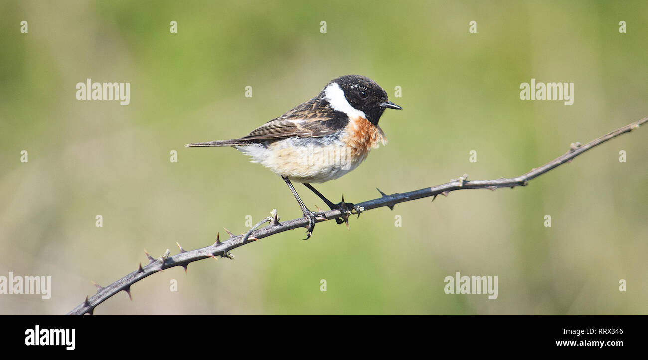Stonechat beach hi-res stock photography and images - Alamy