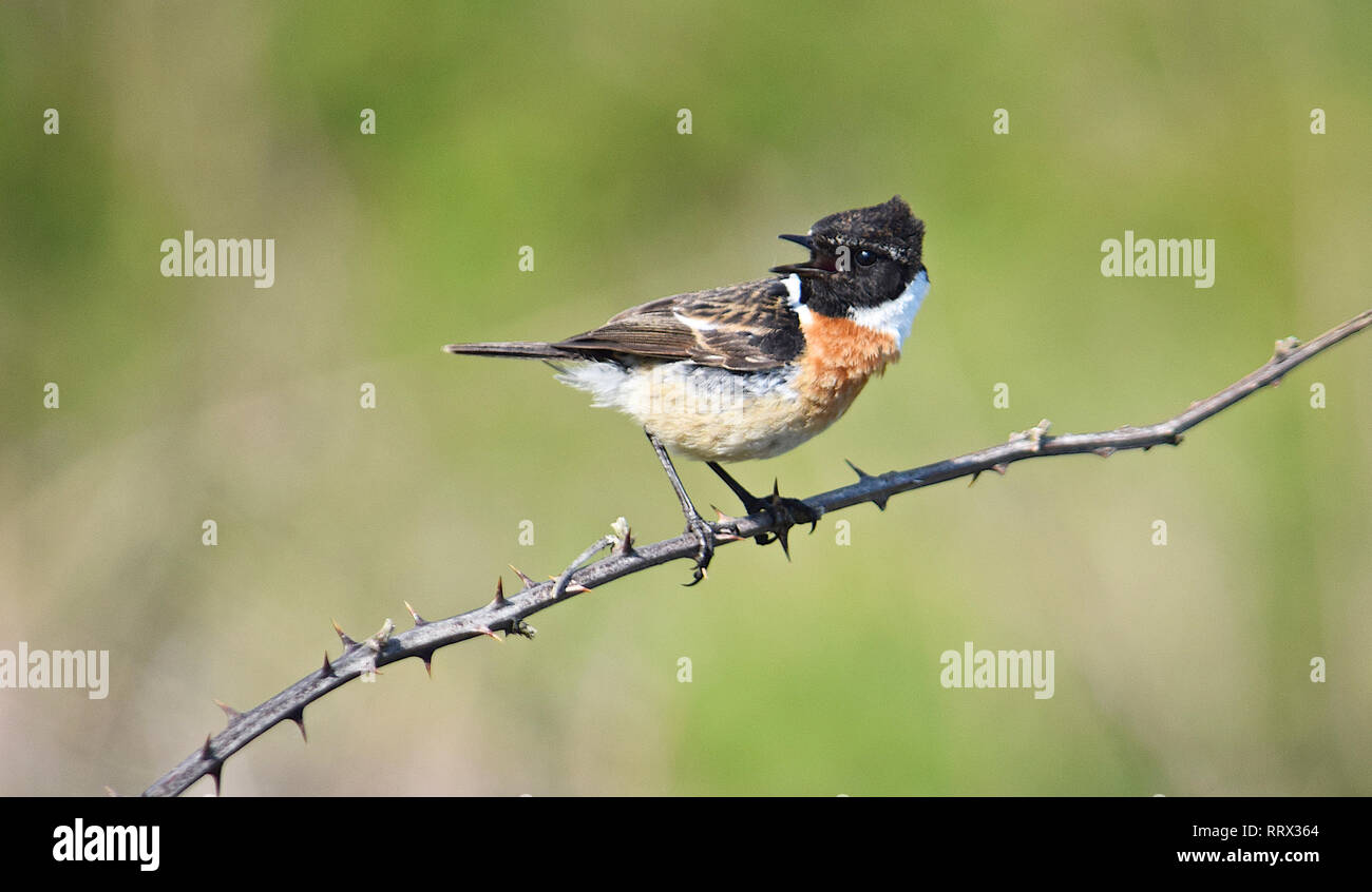 Stonechat beach hi-res stock photography and images - Alamy