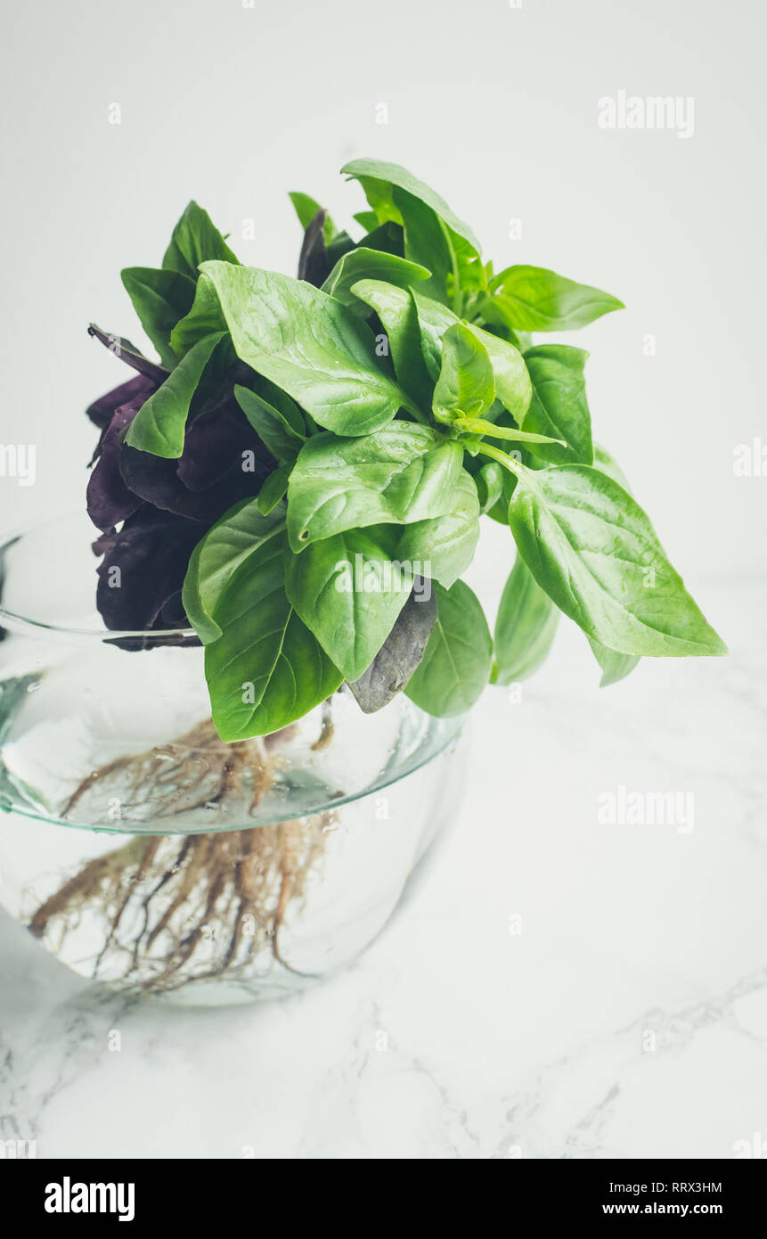 Bunch of fresh basil in glass jar on marble table. Bundle of organic ...
