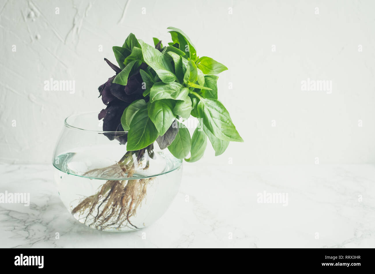 Bunch of fresh basil in glass jar on marble table. Bundle of organic ...