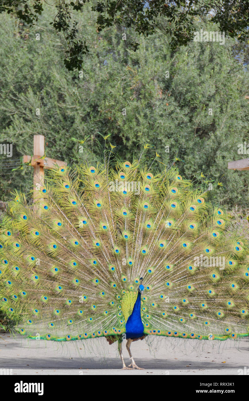 Male peacock showing it's color fan at Los Angeles, California Stock ...