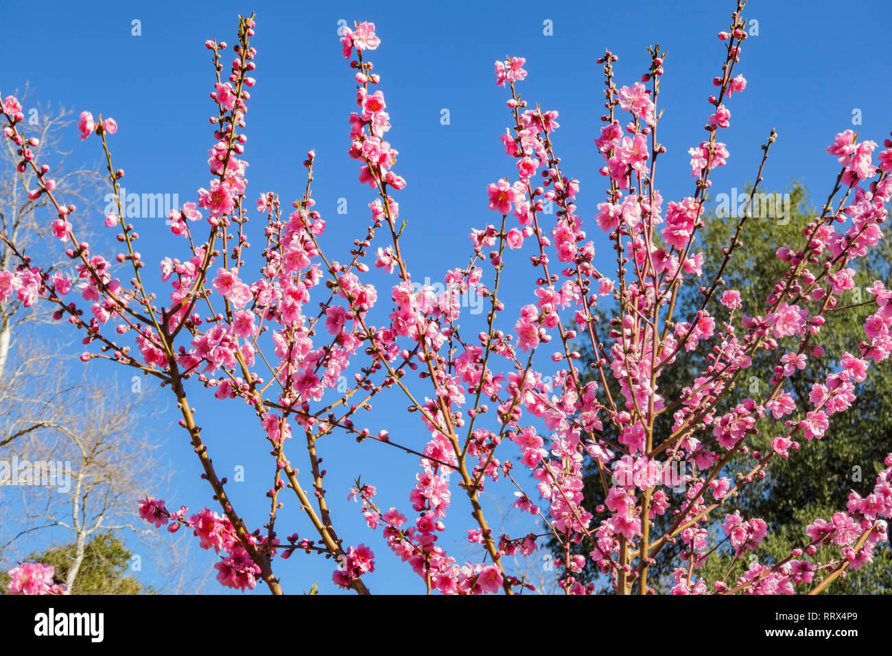 Peach plants hi-res stock photography and images - Alamy