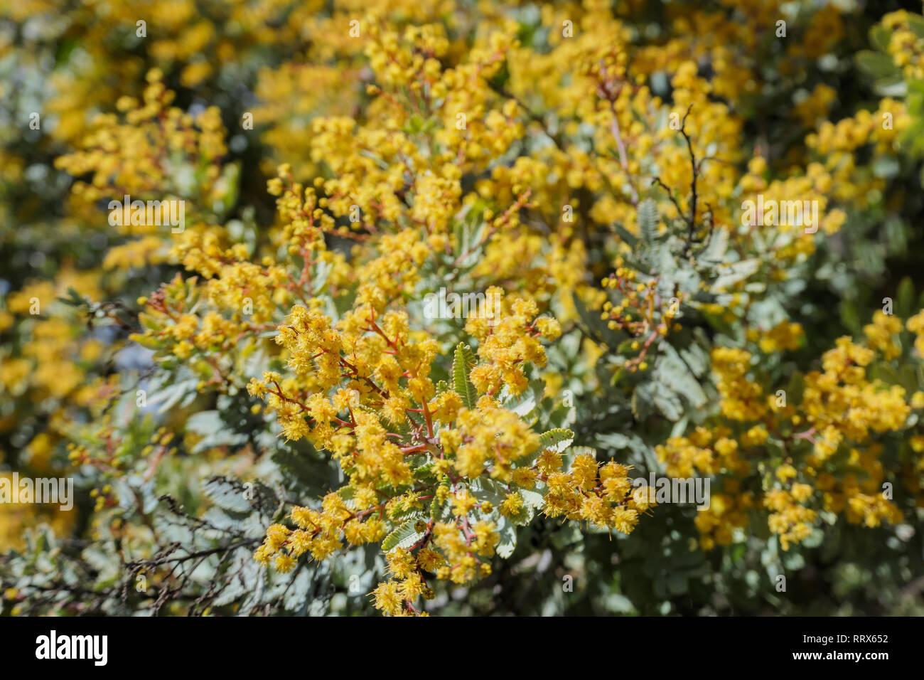 The beautiful Acacia chinchillensis (chinchilla wattle) blossom at Los ...