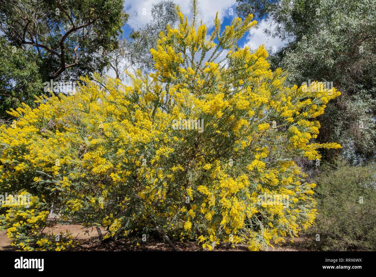 The beautiful Acacia chinchillensis (chinchilla wattle) blossom at Los ...