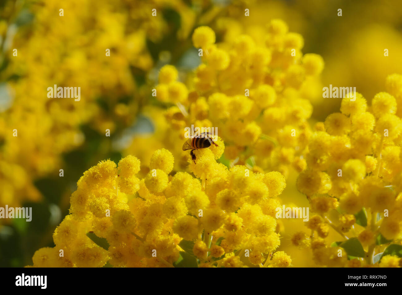 The beautiful Acacia chinchillensis (chinchilla wattle) blossom at Los ...
