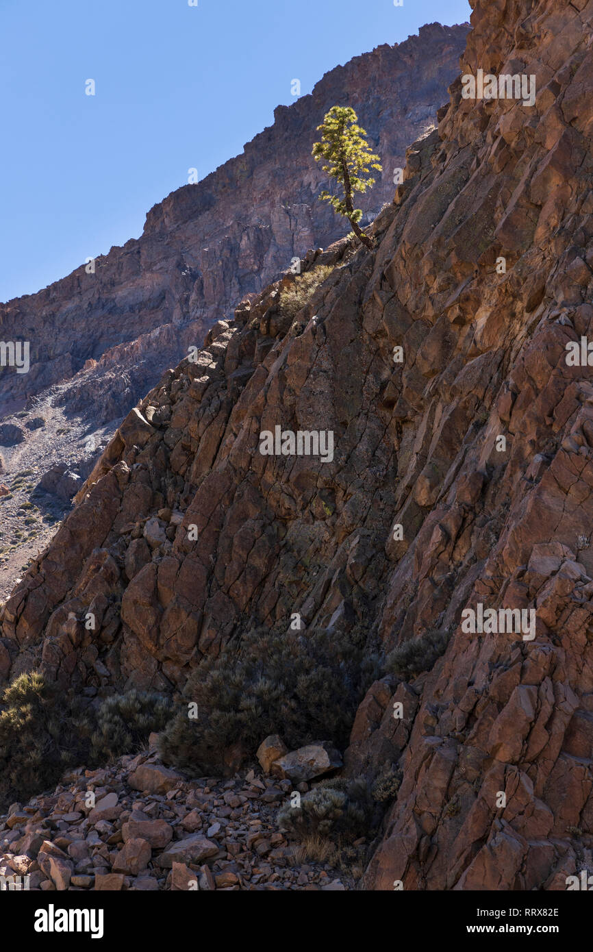 Single pinus canariensis, canarian pine tree growing from the cliff ...