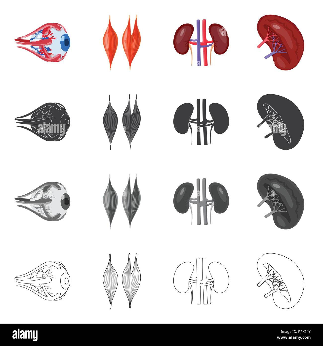 eyeball,muscle,kidney,eye,organs,urinary,cornea,tissue,beans,layers ...