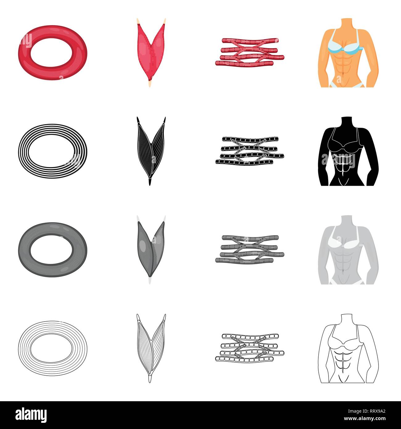 Isolated object of fiber and muscular symbol. Collection of fiber and ...