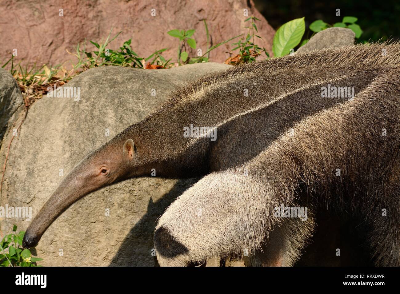 beautiful picture of giant anteater (Myrmecophaga tridactyla) in nature ...