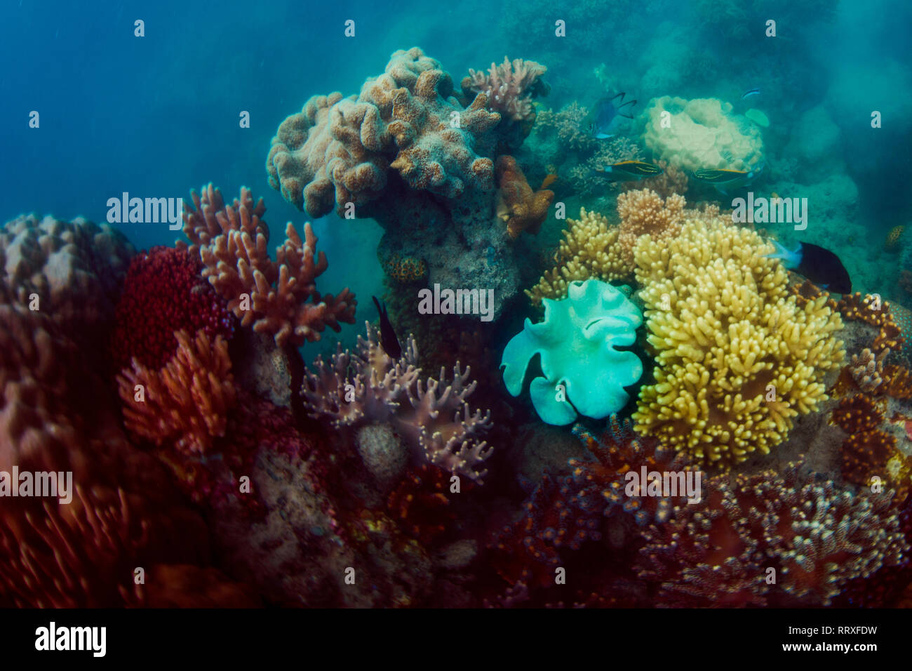Different colored corals in sea Stock Photo - Alamy