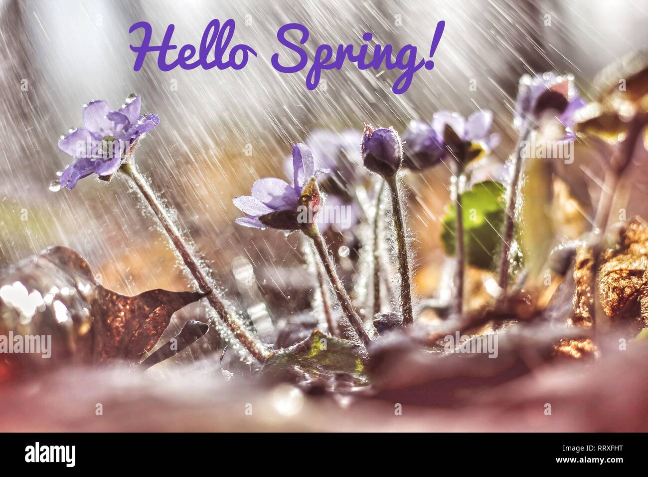 Postcard Hello Spring. Welcome card banner. Spring mood. Nature wakes ...