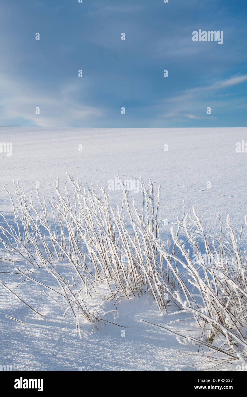 Snow covered grass stems in the wiltshire countryside. Avebury ...