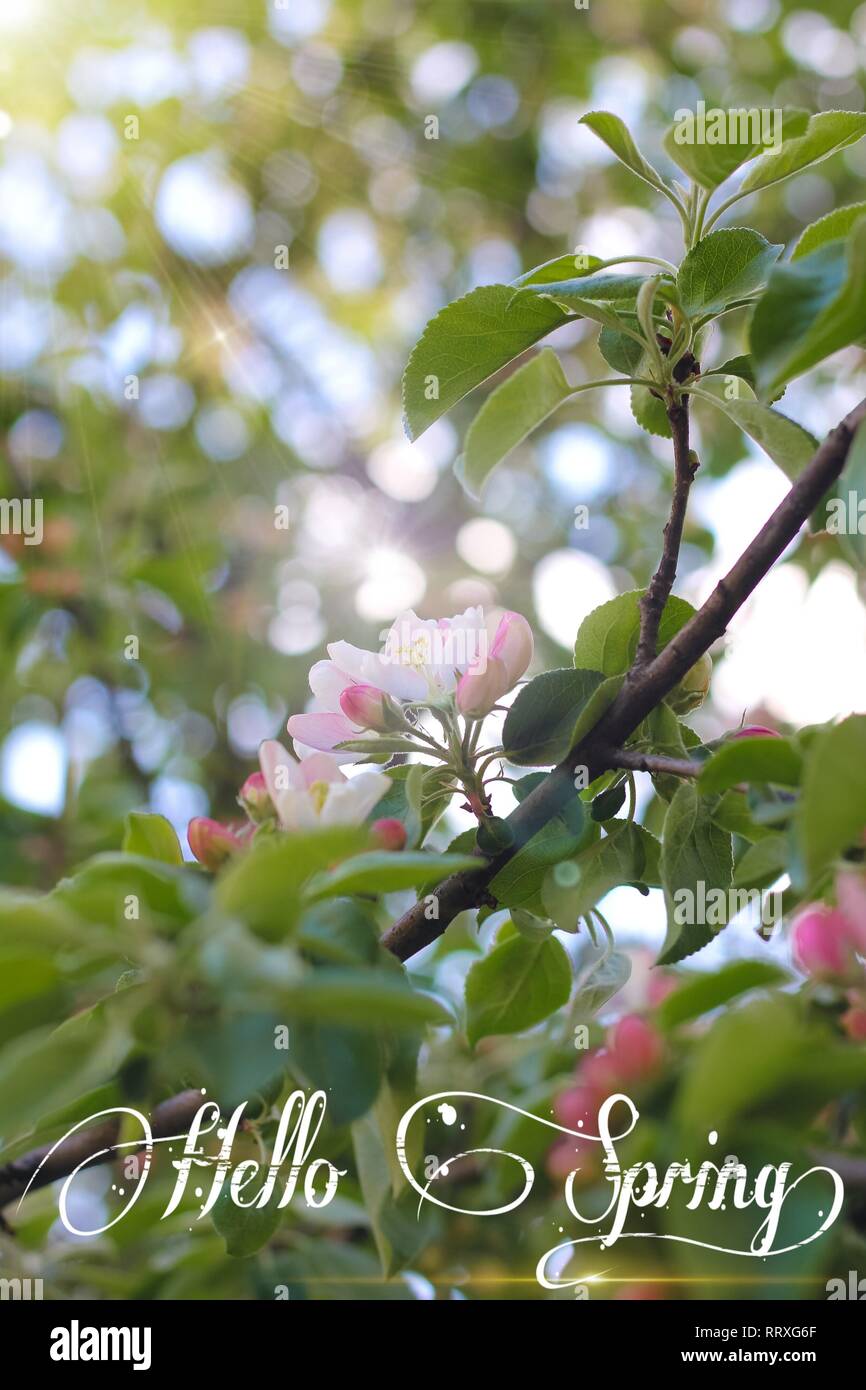 Postcard Hello Spring. Welcome card banner. Spring mood. Nature wakes ...
