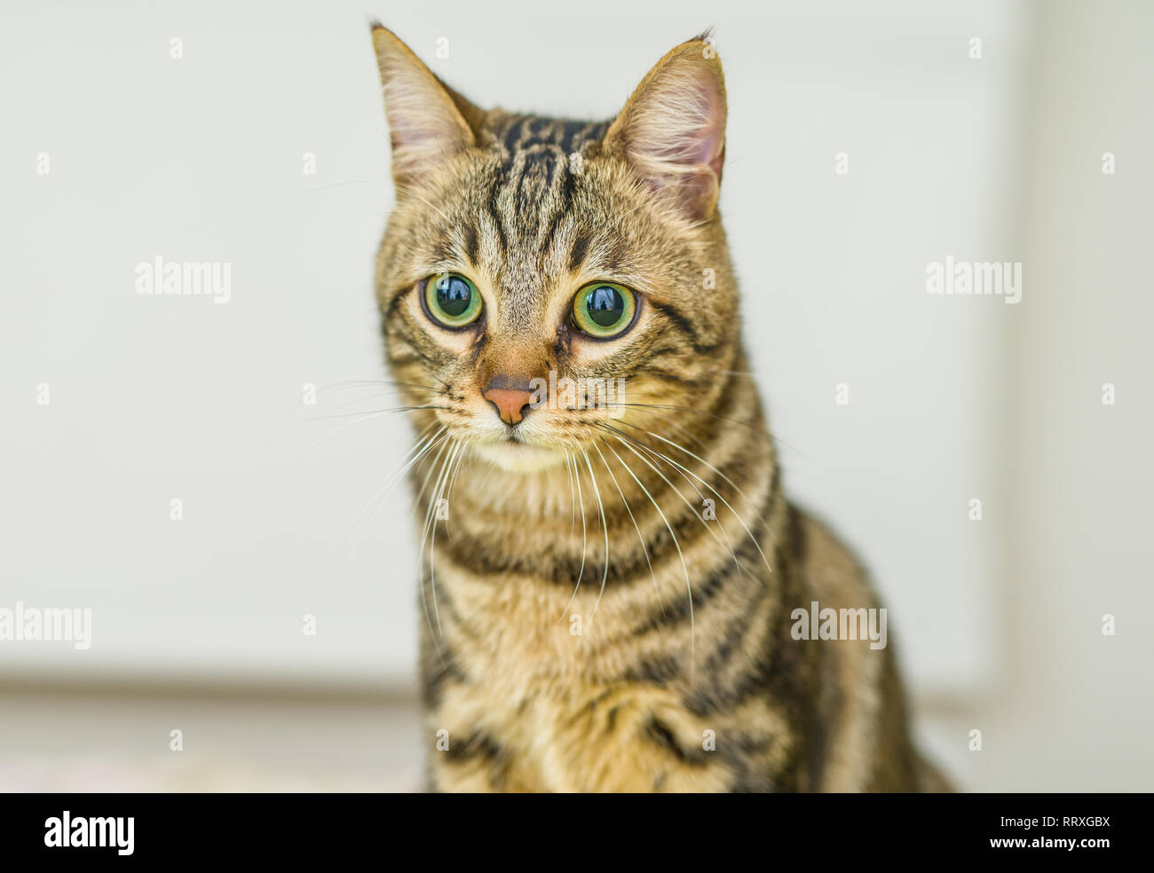 Cute short hair cat looking curious and snooping at home Stock Photo ...