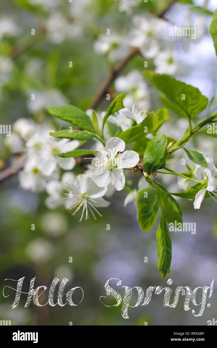 Postcard Hello Spring. Welcome card banner. Spring mood. Nature wakes ...