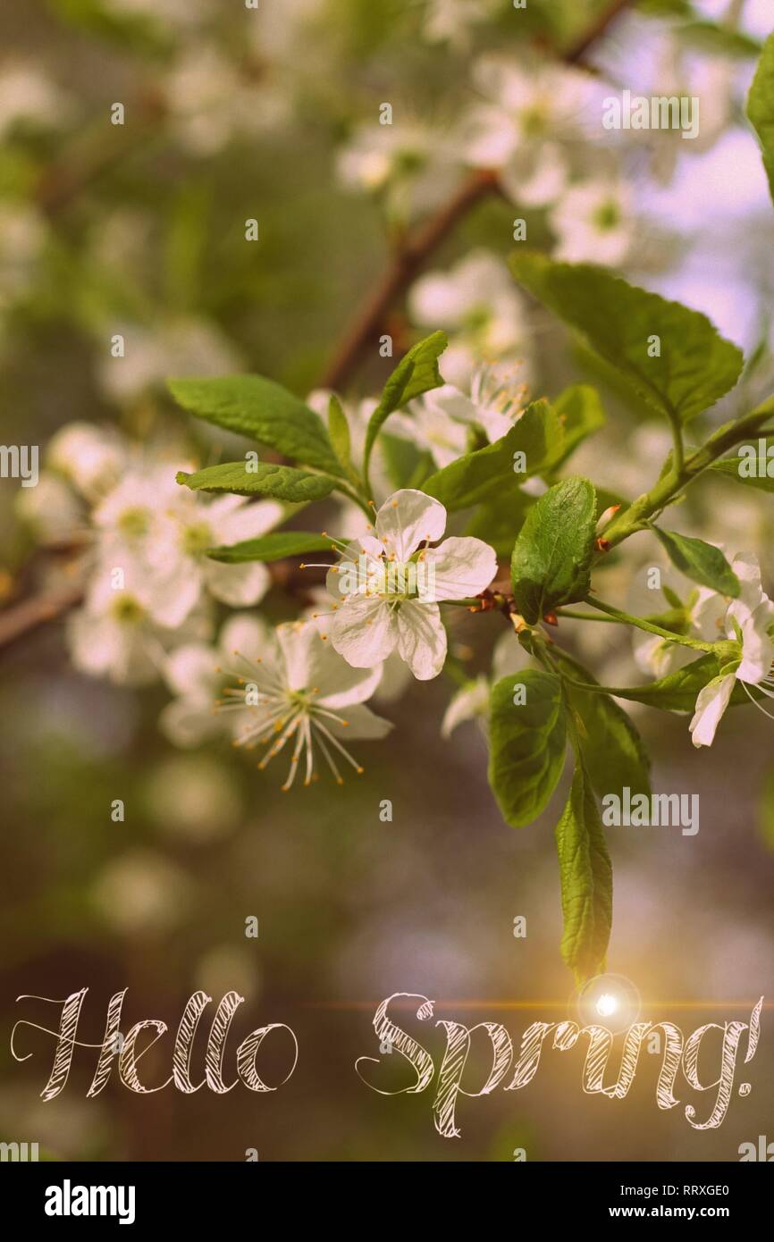 Postcard Hello Spring. Welcome card banner. Spring mood. Nature wakes ...