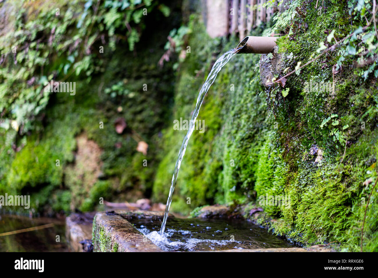 Water spring pouring on rocks near wall with green plants on blurred ...