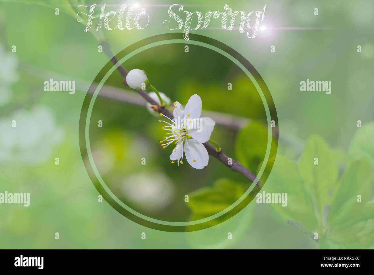 Postcard Hello Spring. Welcome card banner. Spring mood. Nature wakes ...