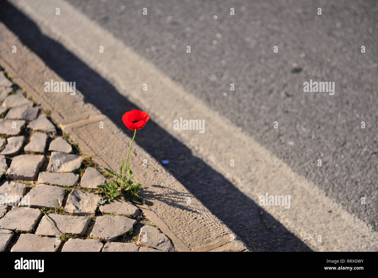 Red poppy flower growing at city road Stock Photo - Alamy