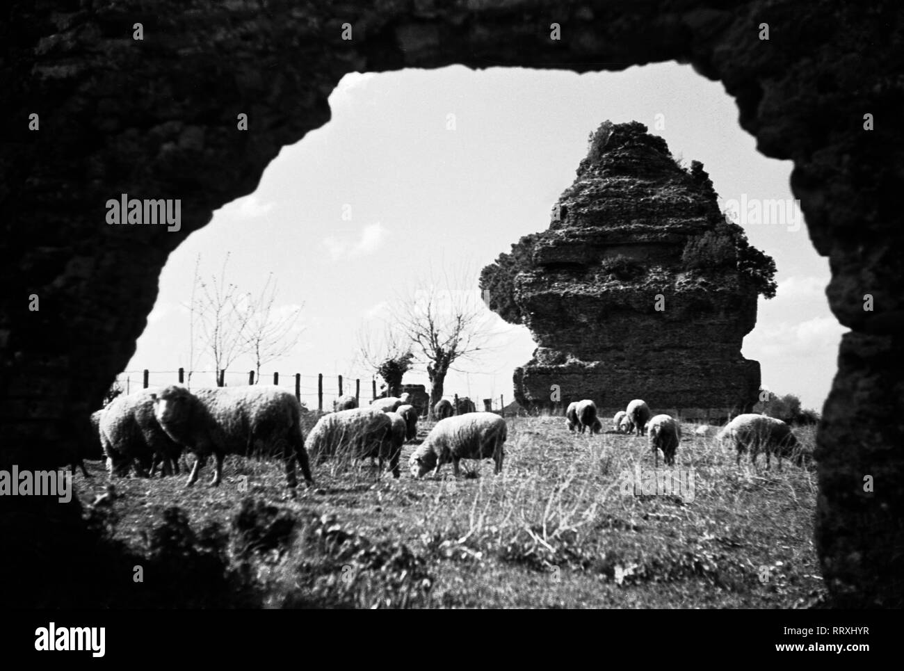Italien - Italy, Rome, Via Appia Antica, sheep, sheeps, sheeps flock ...