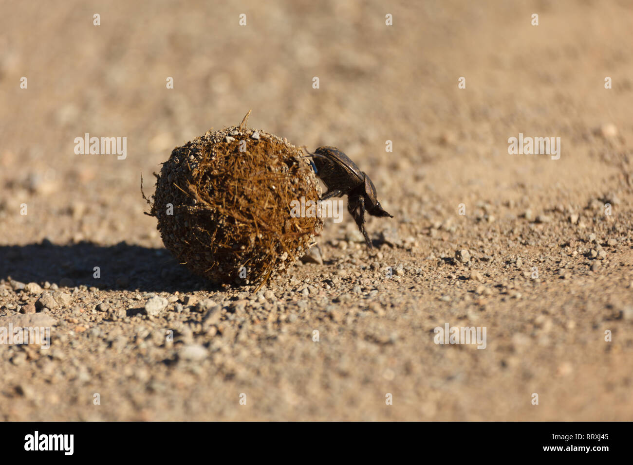 Pushing a ball hi-res stock photography and images - Alamy