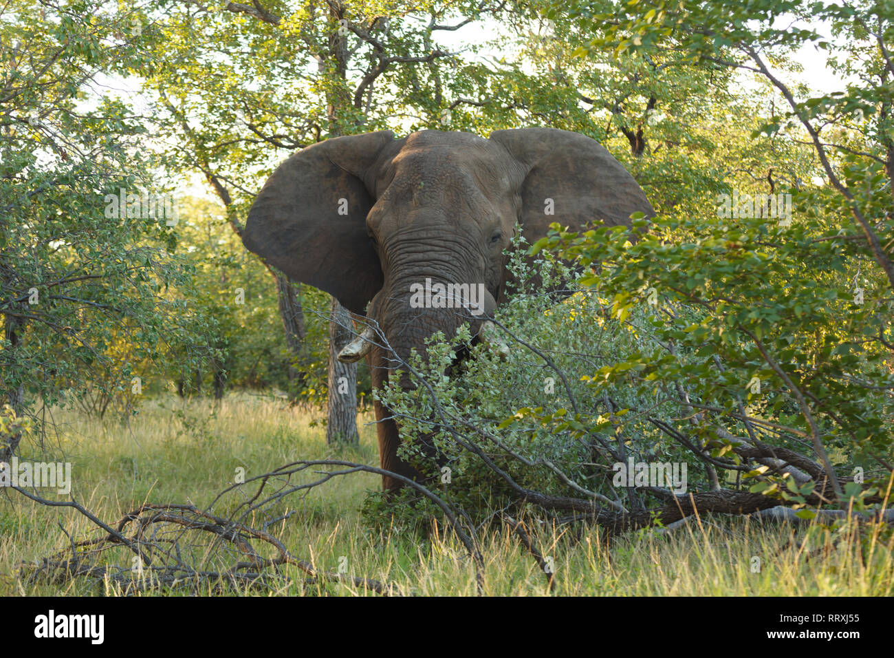 African bush elephant approaches hi-res stock photography and images ...