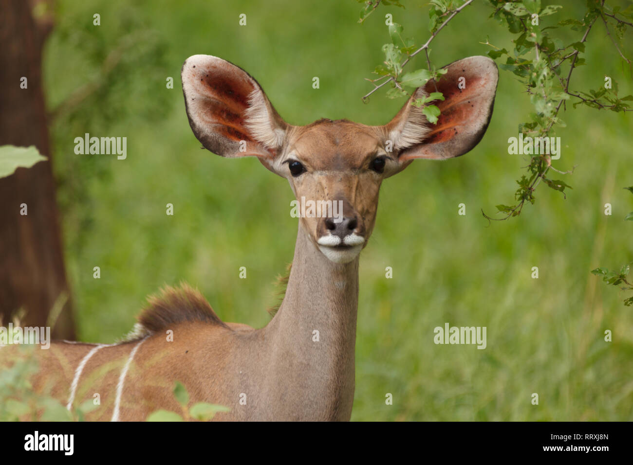 Closeup of the face of an African antelope Stock Photo - Alamy