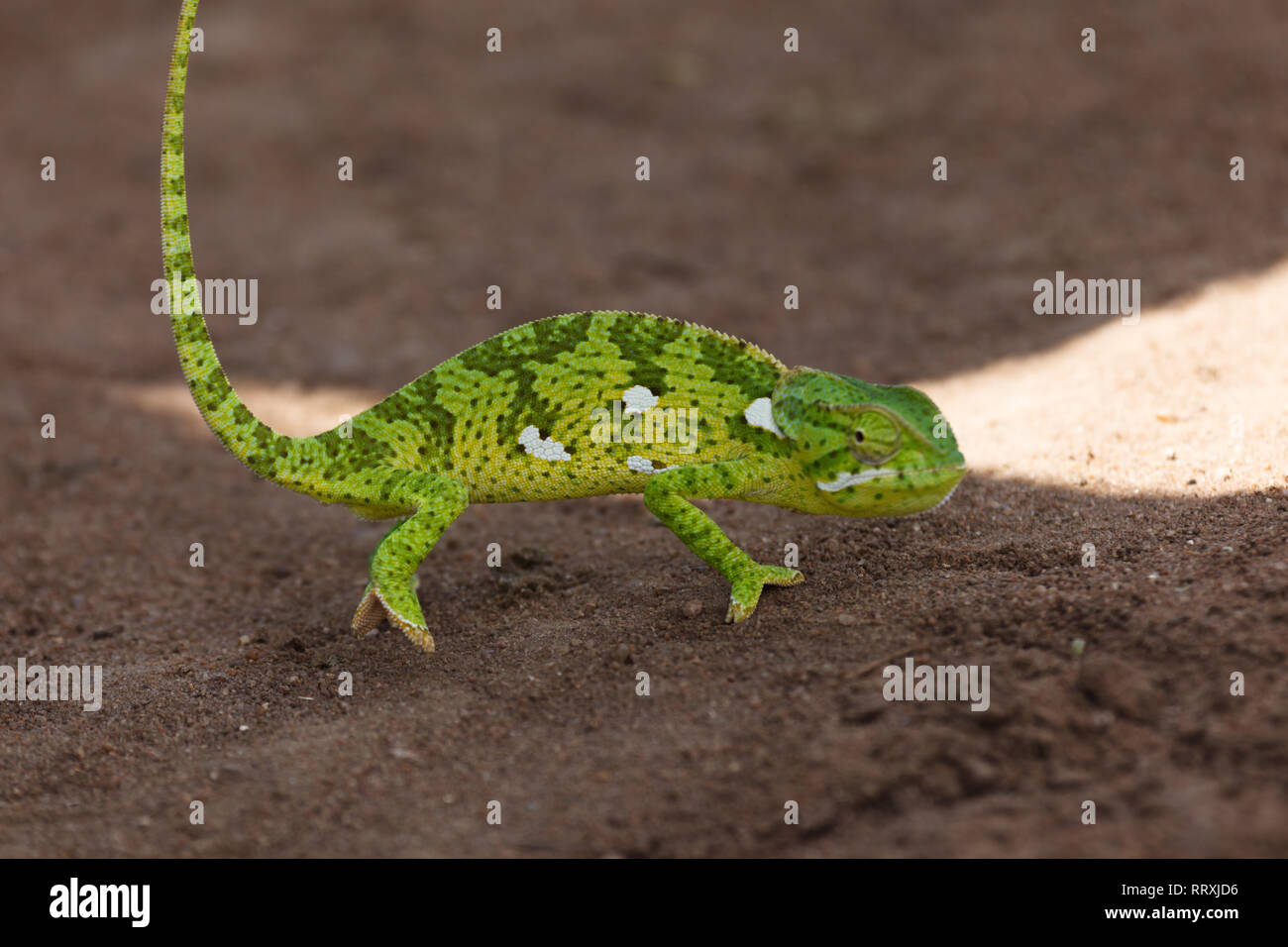 Striped lizard hi-res stock photography and images - Alamy