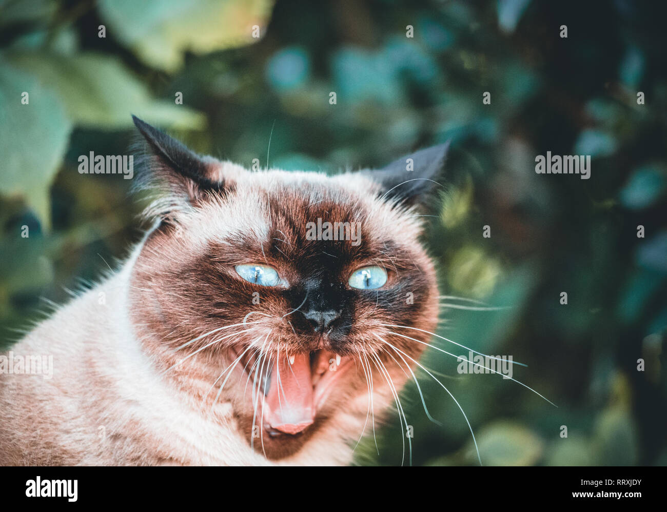 siam cat snow shu on the grass in the garden portrait Stock Photo - Alamy