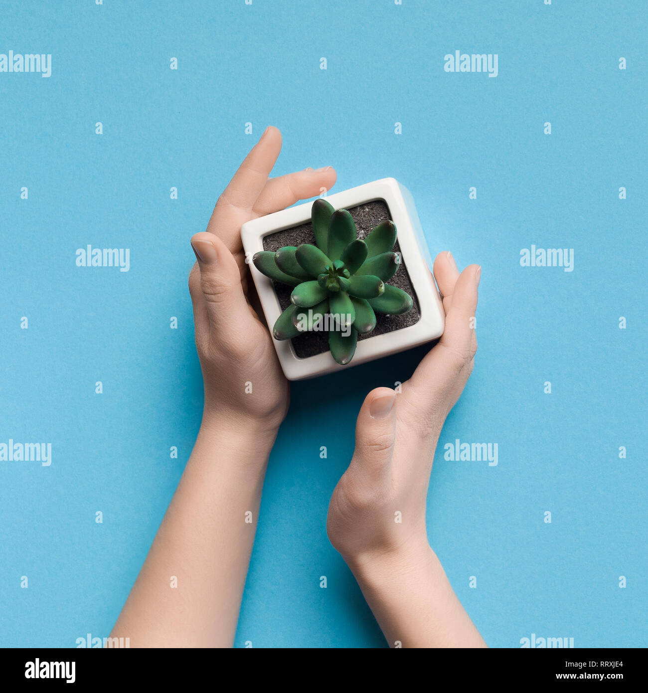 Female hands holding succulent plan on blue background Stock Photo - Alamy