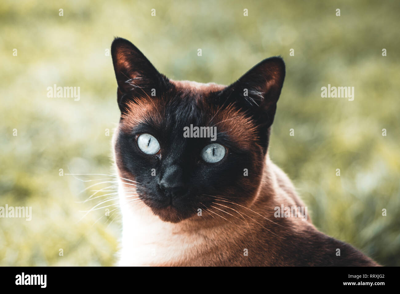 siam cat snow shu on the grass in the garden portrait Stock Photo - Alamy