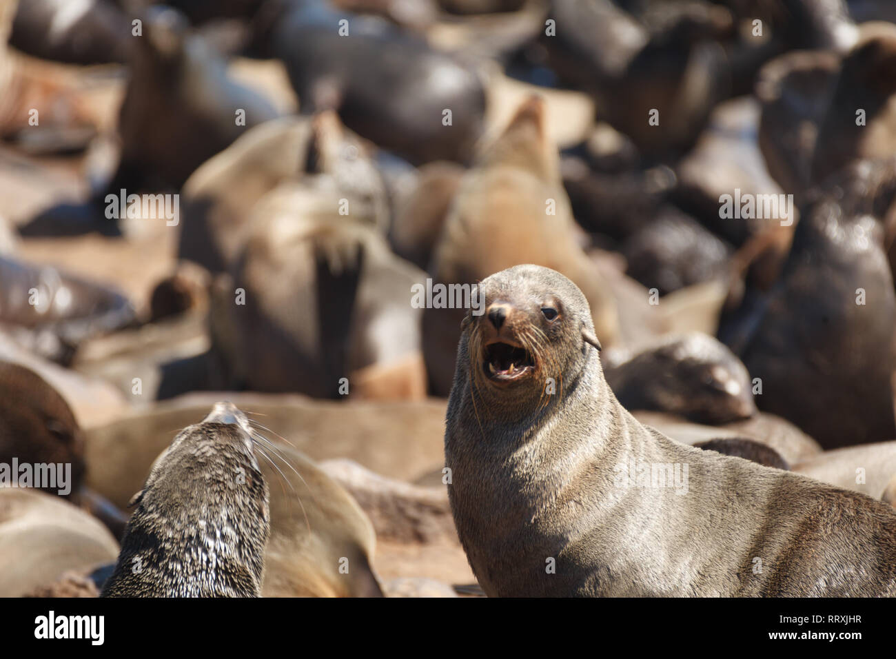 Seal with mouth open hi-res stock photography and images - Alamy