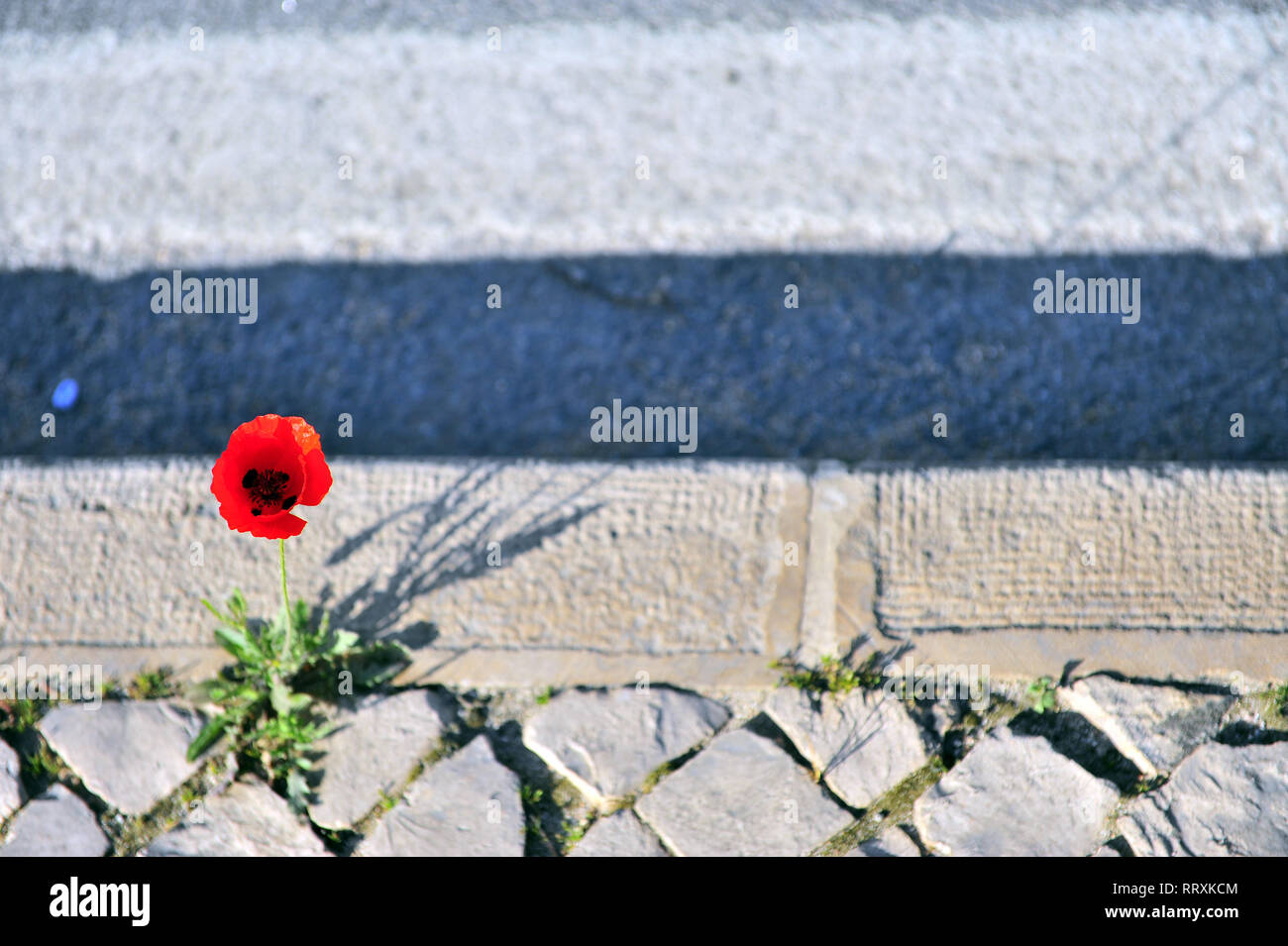 Growing flower between sidewalk and asphalt road Stock Photo - Alamy